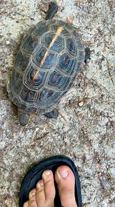 89K views · 1.9K reactions | Have turtles? Watch your toes!!  #funnyanimals #funnyreels #otistheturtle #gardenstatetortoise #turtles #tortoises #fyp #animals #pets #reels #wildlifeplanet #reptiles | Garden State Tortoise | Facebook