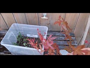 Taking cuttings, propagating red Japanese maple, juniper, Chinese elm, lime tree, rooting hormone