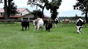 1K views · 48 reactions | It was time again to move the cows from the back pasture to the front pasture. We have had good amount of rain so far this summer. We could keep the cows longer on each pasture but the nutritional value of the grass would be less because the traditional days for rotational grazing are 27 to 30 days. | International Society for Cow Protection (ISCOWP) | Facebook