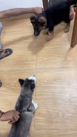 48K views · 538 reactions | Lady Zoey & Lady Roxy Playing With Each Other. German Shepherd VS Husky dogs. . . . . #doglovers #dogsofinstagram #dog #dogs #doglife #dogoftheday #dogstagram #puppy #doglover #instadog #puppylove #puppiesofinstagram #pet #love #pets #dogsofinsta #cute #instagram #petsofinstagram #doggo #doglove #puppies #dogphotography #of #petlovers #ilovemydog #dogslife #petstagram #puppylife #cutedogs | Namitaology | Facebook