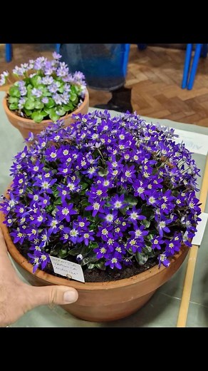 1.8K views · 106 reactions | Some photos from our wonderful Loughborough Show and Plant Fair today  | Alpine Garden Society | Facebook