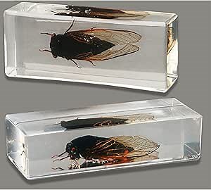 Real Insect Collection Clear Resin Paperweights Large Bug Paperweight for Home & Office Desktop Decor Real Bugs Specimens in Resin Insect Display (cicada (Rectangle))