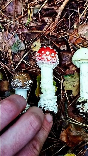 Knollenblätterpilze im Vergleich 🍄 Grüner, Gelber, Panther und Fliegenpilz #pilze #foraging #herbst