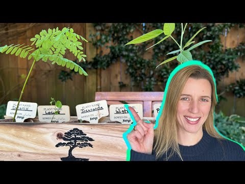 Avergo Bonsai Tree Kit: Great Progress After 2 Months!