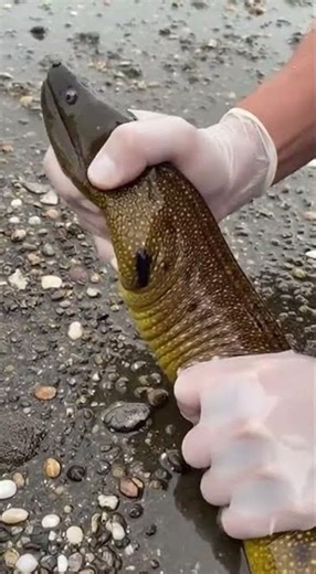 nProtect the Ocean: Every Life Deserves to Be Treated with Tenderness