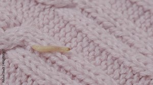 clothes moth caterpillar, Tineola bisselliella, crawls on woolen jacket, eats wool, brown insect, Clothes moth, selective focus, pest concept, destruction and damage to clothes in house