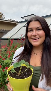 3.3K views · 64 reactions | You only ever need to buy one strawberry...