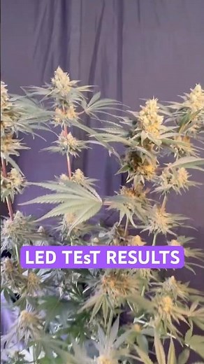 LED TEST RESULTS- MEDICGROW MINI SUN 2 500watts