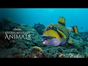 The Reason for Temperamental Triggerfish Behaviour While Diving #ExtraordinaryAnimals