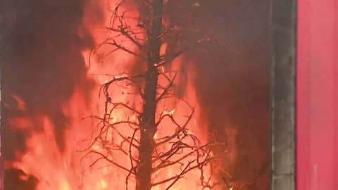 Detroit Fire Department shows how quick Christmas tree catches on fire