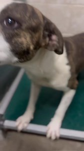 5.8K views · 326 reactions | Safe elisted at roswell animal control tel tel 5756246722 there's is a pledge of 50 dollars and 80 cindy . 130 pledge rosa barks is 11 month old . only 30lbs so not too big. id a011029 to adopt have a vet appointment spay/rabies . can adopt in person or via email . | Jo Wallace | Facebook