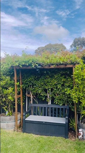 Spring Awakens the Grapevine Trellis 🌿🍇 | Backyard Growth Magic