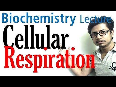 Cellular respiration | aerobic and anaerobic respiration
