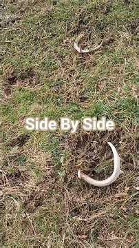 First Side By Side Set of Sheds This Year #nature #animals #hunting #outdoors #2026 #wildlife