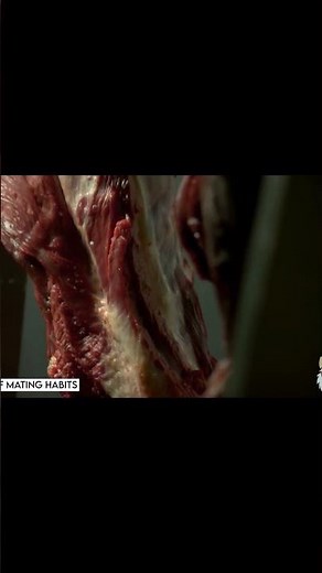 Wolf Mating Habits #shorts #wolves #wolf #wildlife