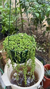 148K views · 1.3K reactions | Soaking this dehydrated string of pearls, hold it underwater til the bubbles stop. #gardeningtips #gardening #plants #plantcare #australia | Growwithnith | Facebook