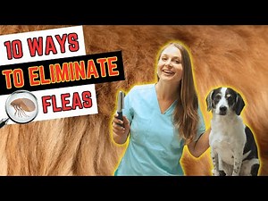 Top 10 Ways to Get Rid Of Fleas!! | Veterinarian Approved
