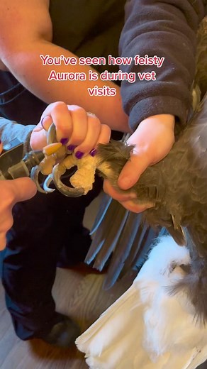 Aquila Eagle's Lead Poisoning Story: Veterinarian's Diagnosis