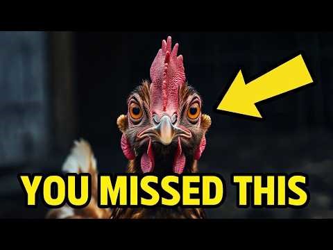 Chickens Give Signs Before They Die, But Almost no One Notices