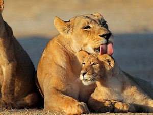 Local Wildlife Streaming Company Has Turned Some Animals Into Celebrities With Facial Recognition [Videos]