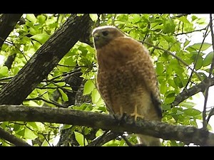 The loudest and most wild call you'll hear in the forest, the Red Shouldered Hawk; ending is amazing