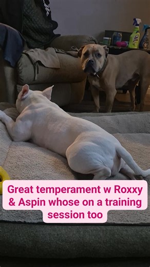 K9 Connexxion Dog. Training These are the days that make rehoming dogs 100% worth it. This poor lil guy was stuck in a horrible living situation. He was removed from a crackhouse/puppy breeder who was only interested in the $$ not love of dogs. Unfortunately the house i just got him from was also a drug house aswell. I went to do an assessment & immediately decided he was coming w me. I immediately started working w him - correct crazy barking lunging while in the car & people got close - correc