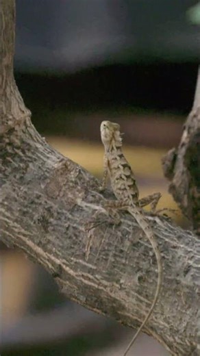 Tree Lizard in Ultra Slow Motion | 120fps Wildlife Cinematography (Nikon Z6III)