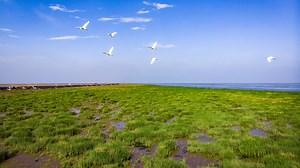 28K views · 90 reactions | Rising in Qinghai Province, northwest China, the Yellow River winds through nine provinces and autonomous regions before reaching the sea in east China's Shandong. Laden with sediment, its muddy waters deposit vast amounts of silt, gradually extending the coastline by about two kilometers each year. Over time, this process has given rise to the Yellow River Delta wetland, the youngest land formation in China. | CGTN | Facebook