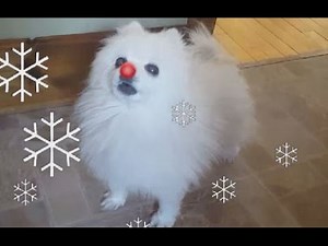 Gabe the red nosed Doggo