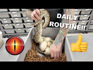 Daily Routine At Mutation Creation !! Breeding Ball Pythons !!