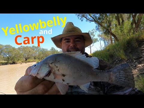 Yellowbelly and Carp St George Queensland