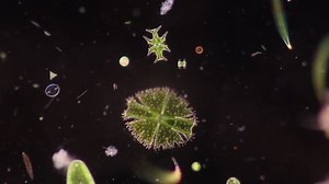 Protist in waste water under the microscope.