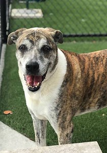 There is nothing more devasting than watching a senior dog spend his final days in a shelter 😭 The heartache is even worse for a dog who once had a family and now finds himself alone, hoping and waiting for someone to save him. TIGGER (A1046122) was adopted from the shelter when he was just a baby. Through no fault of his own, he was dumped back as a senior😢 Sadly, he thought he had found a new family to call his own, but once again, he was betrayed and abandoned at the shelter again. This swe