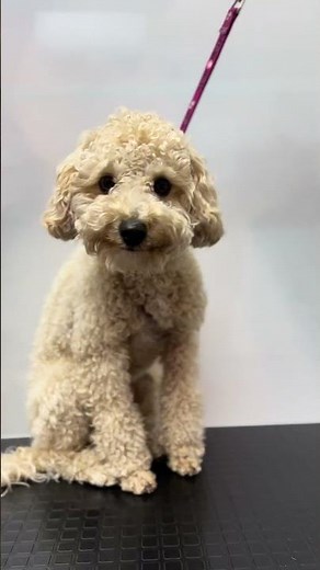 Adorable Labradoodle Grooming Makeover ✂️ | Simba’s Fresh Look 🐾