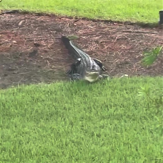 My mom’s neighbor in South Carolina found a visitor snacking on something in the yard. 😱 🐊 | Mark Zinni
