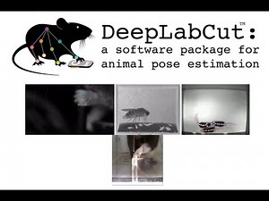 Labeling frames with Napari | Etiquetado DeepLabCut