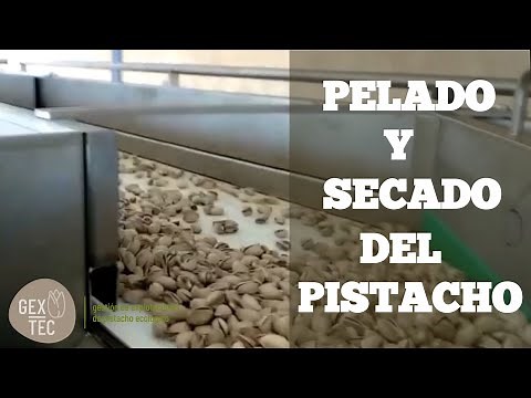 Peeling and Drying Pistachios | Part 2 / Pistachio Processing 🌳