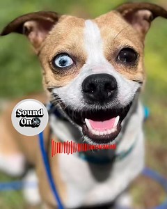 Mast Cell Tumor removal reconstruction… We aren’t out of the woods yet- we still have to get the results back from biopsy to find out the grade of the tumor. And Steven has a lot of healing, plus further reconstruction to go, but we will get there. In the meantime, we are leaving his fundraiser open. He had to be hospitalized, and he’ll need another minor surgery, which I didn’t anticipate. BUT more good news- we are doing a GIVEAWAY THIS SUNDAY NIGHT!!!! Anyone that donates to Steven, will be e