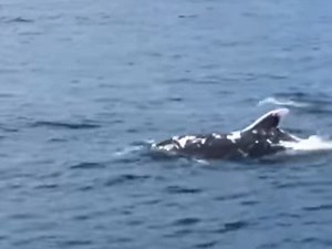 Watch: Patches The Dolphin Greet Dana Point Whale Watchers