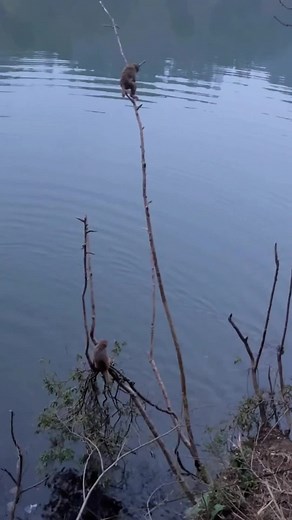 #monkey #money #tiktok #foryou #fyp #meme