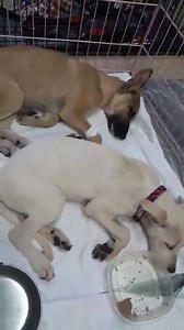 15K views · 998 reactions | The P pups had a rough start in life....