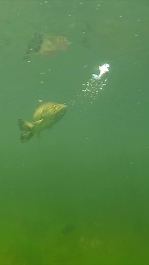 24K views · 415 reactions | The CRAZIEST WHOPPER PLOPPER BITE OF ALL...