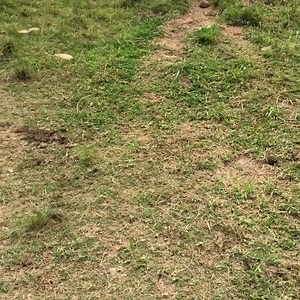 Boa tarde! . Hoje correndo a boiada de campo no Colt e a Pandora indo pelo caminho mais curto na passagem 😂😂🐶😍 #fazendasbergamini | Fazendas Bergamini