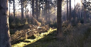 Video by Matthias Groeneveld on Pexels