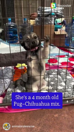 Video of adoptable pet named Buffy