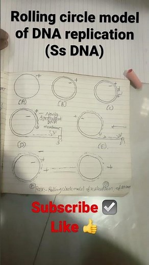 # rolling circle model of DNA replication 🧬