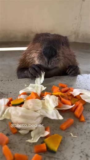 Beavers Lovers on Instagram: "Vegetable party🎵❤️🪵🦫 . . Via📸📽️ @photo_beaver (Thanks) . .. Follow @beaversofinsta 😍💙🤍👈 . . #beaver #wildlife #wildlifephotography #beavervideos #naturevideos wildlifevideos animalvideos naturephotography explorecanada saskatchewan canadianwildlife urbanwildlife beaverofinsta . 🙏🙏No copyright infringement intended. All credit to the creators🙏Dm for Remove /credit 🧡"