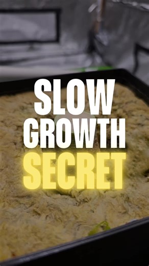 Slow growth rarely comes from nutrients. Follow for more hydro clarity. #flowrate #growersoftiktok #aquaflowhydro #plantoxygen #fyp