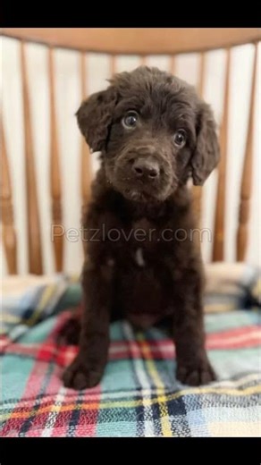 🐶✨ Golden Doodle Puppies for Sale in Marshall, Michigan 🐾