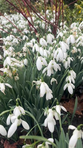 Snowdrop season is in full swing at RHS Garden Harlow Carr. Perfect for a crisp winter stroll, snowdrops are a reminder that brighter days are just around the corner. Come and enjoy their elegant blooms along our woodland paths and borders. 🎟️ RHS Members: Free garden entry 🎟️ Non-Members: Children under 5’s free, children 5-16 £5. Book online and save on admission. #rhsharlowcarr | RHS Garden Harlow Carr